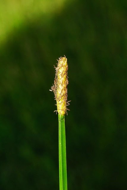 Flora de Puerto Rico Ilustrada Papo Vives: CYPERACEAE ELEOCHARIS MUTATA ...