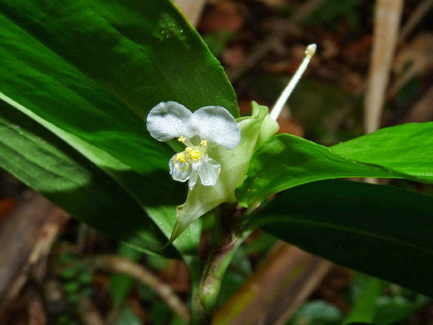 Flora de Puerto Rico Ilustrada Papo Vives: COMMELINACEAE COMMELINA RUFIPES