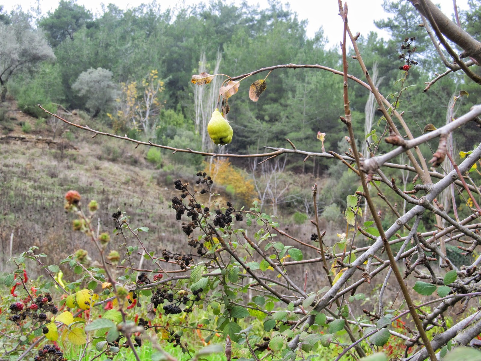 Cittaslow Botanik Park: ÇATALCA ( Segen ) - BALABAN GÖLETİ DOĞA YÜRÜYÜŞÜ