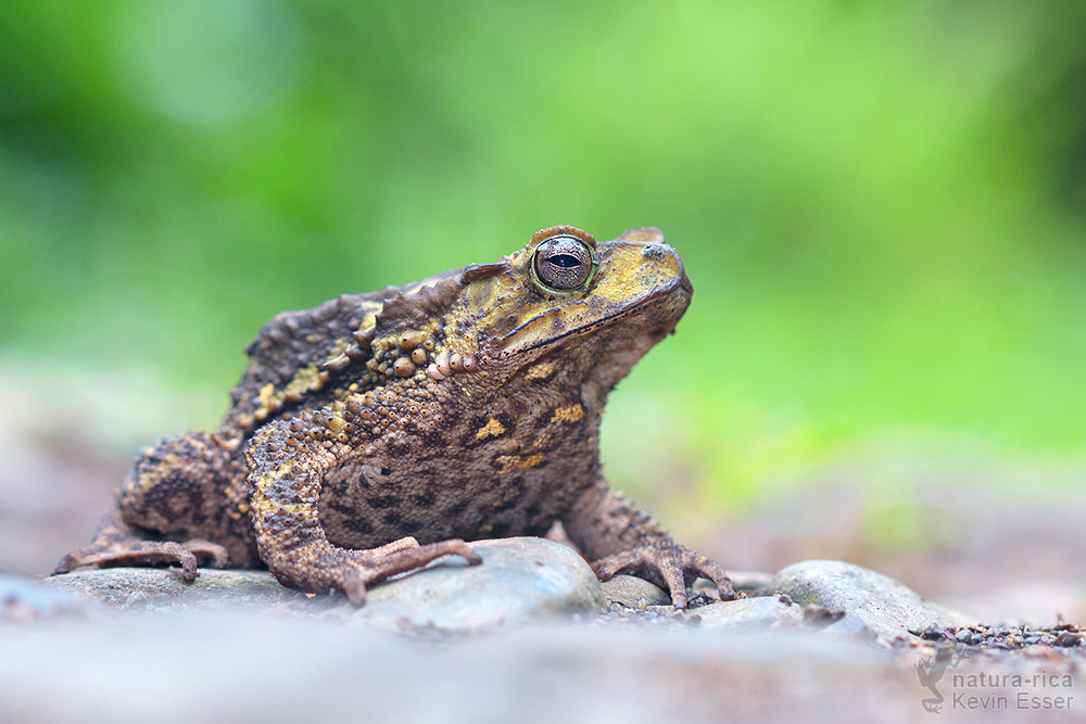 nature photography + herping : CR - Amphibians