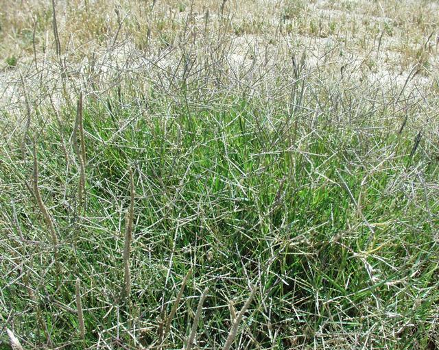 Argentina nativa: Gramilla brava (Cynodon dactylon)