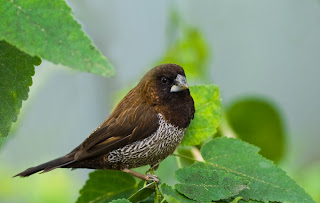 Bird Pictures and Information