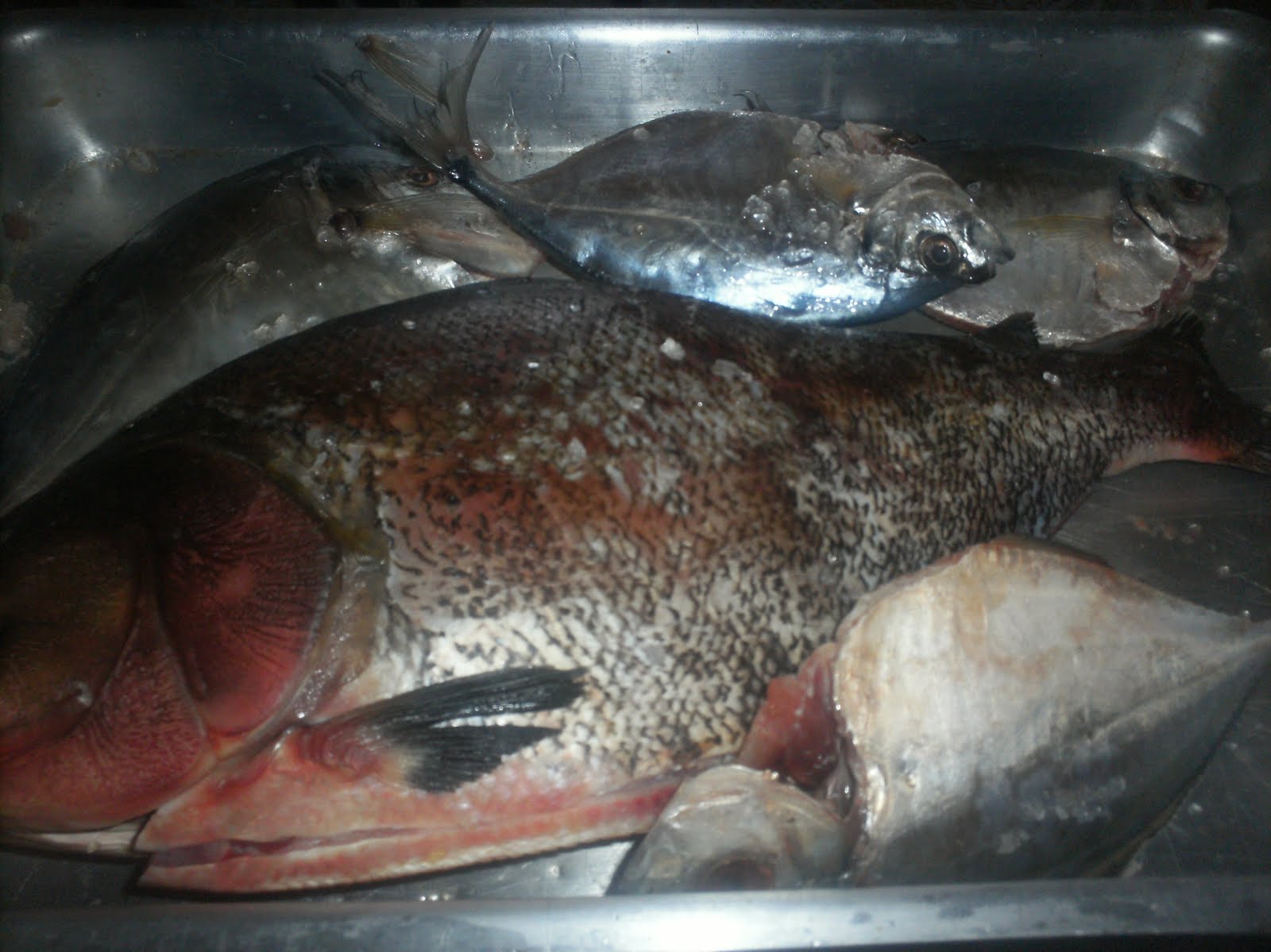 PROJETO VIDA SAUDÁVEL: PEIXE V PILOMBETA E PEIXE GALO