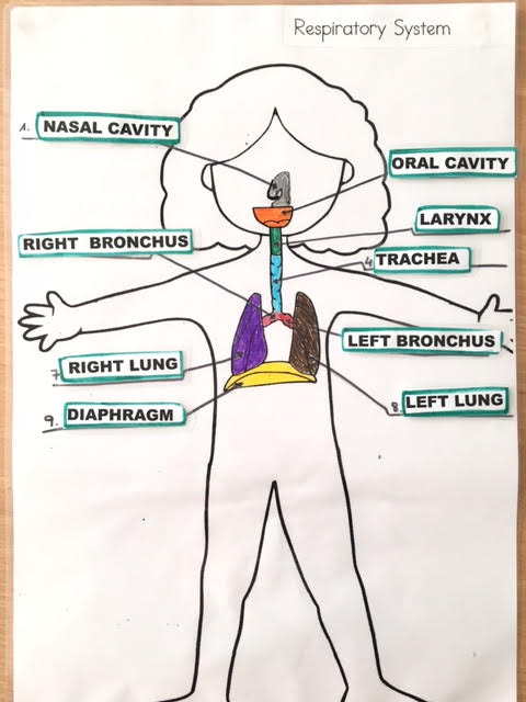 A science blog for Primary Year 3: 2019