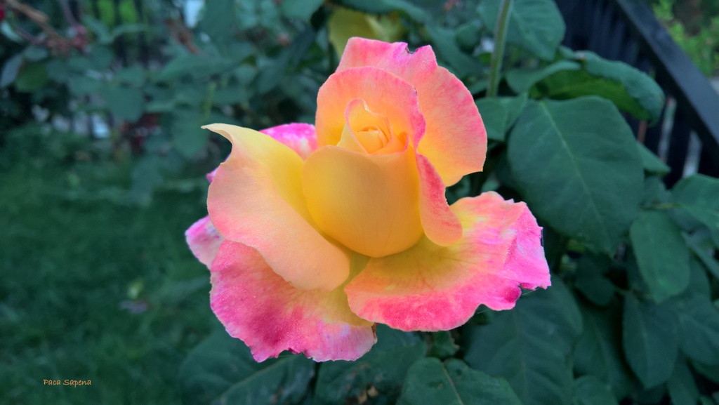 La Rioja de la A a la Z: ROSAS - Flores