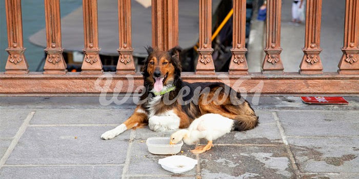 White Wolf : Dog and Duck Spotted Napping Together in Paris (PHOTOS)