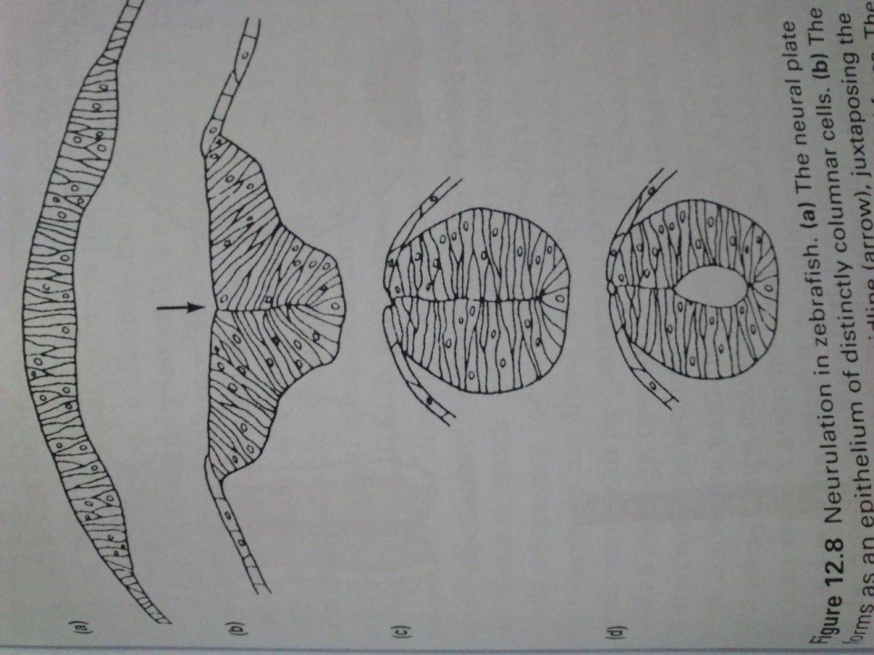 BELAJAR...: Bab 12 Neurulasi dan Sumbu Induksi