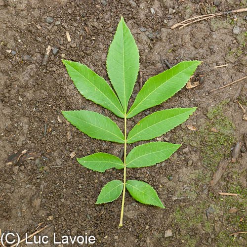 Arbres des parcs-nature et boisés de Montréal: Feuille du caryer cordiforme