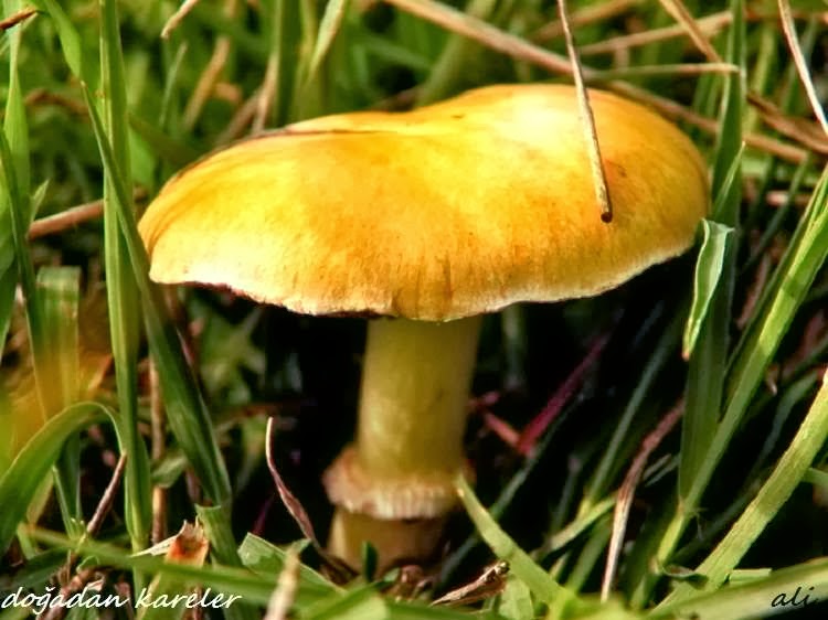 Doğadan Kareler: Doğada Mantar Resimleri