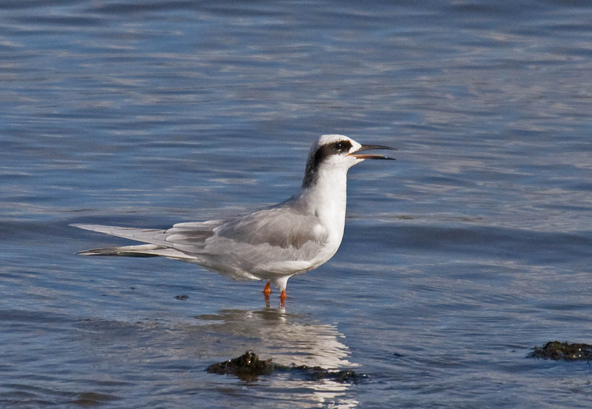 Forster's Tern - Greg in San Diego