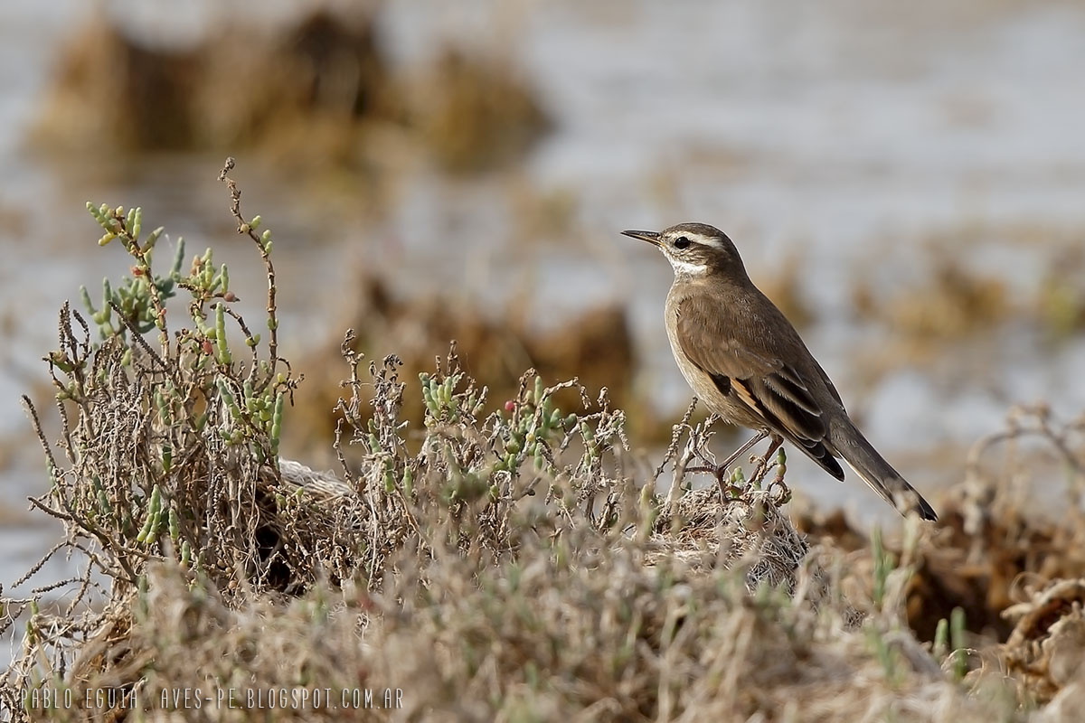 mis fotos de aves: Cinclodes fuscus Remolinera Parda Buff-winged Cinclodes
