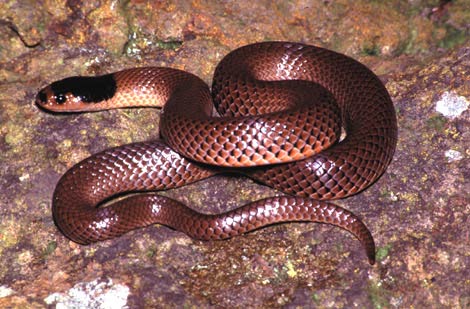 SiewWuiMengD042428: Herbivores, Carnivore and Omnivore