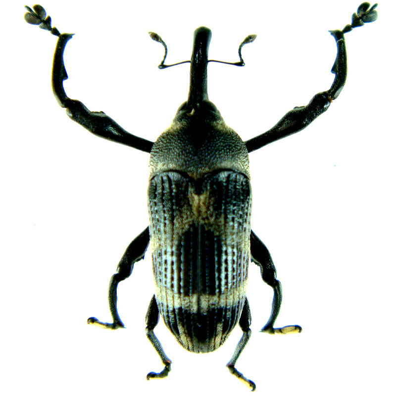 PEST OF JUTE AND THEIR MANAGEMENT