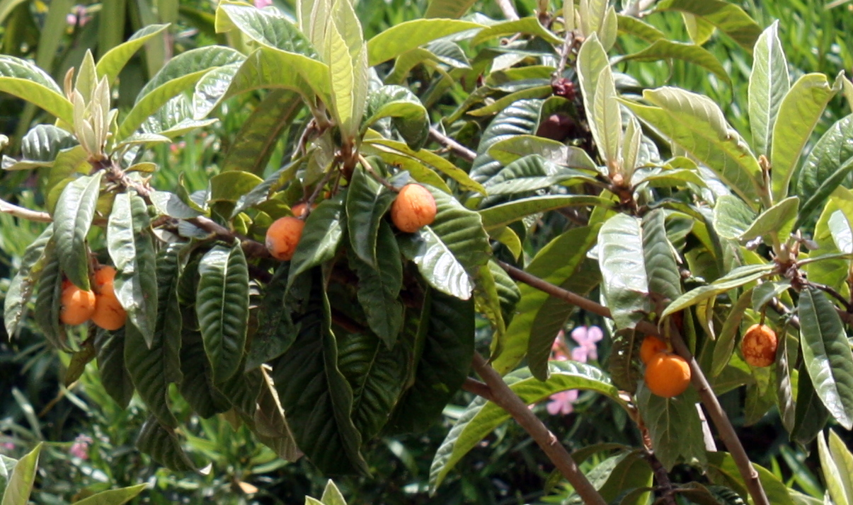 DECOUVERTE: Des nèfles