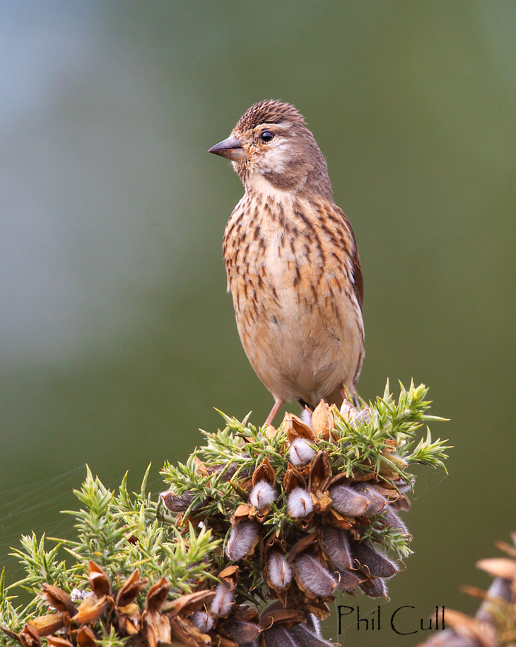 Phil Cull Wildlife Photography: August 2015 Female Linnet, Cleeve Common UK