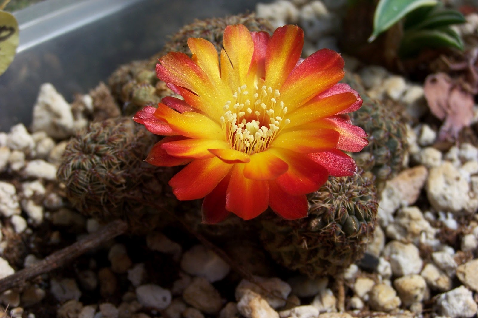 Oregon Cactus Blog: Sulcorebutia canigueralii