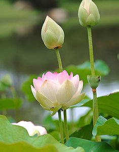 Gayathri Girish's Blog: Ideas Unfolding.....