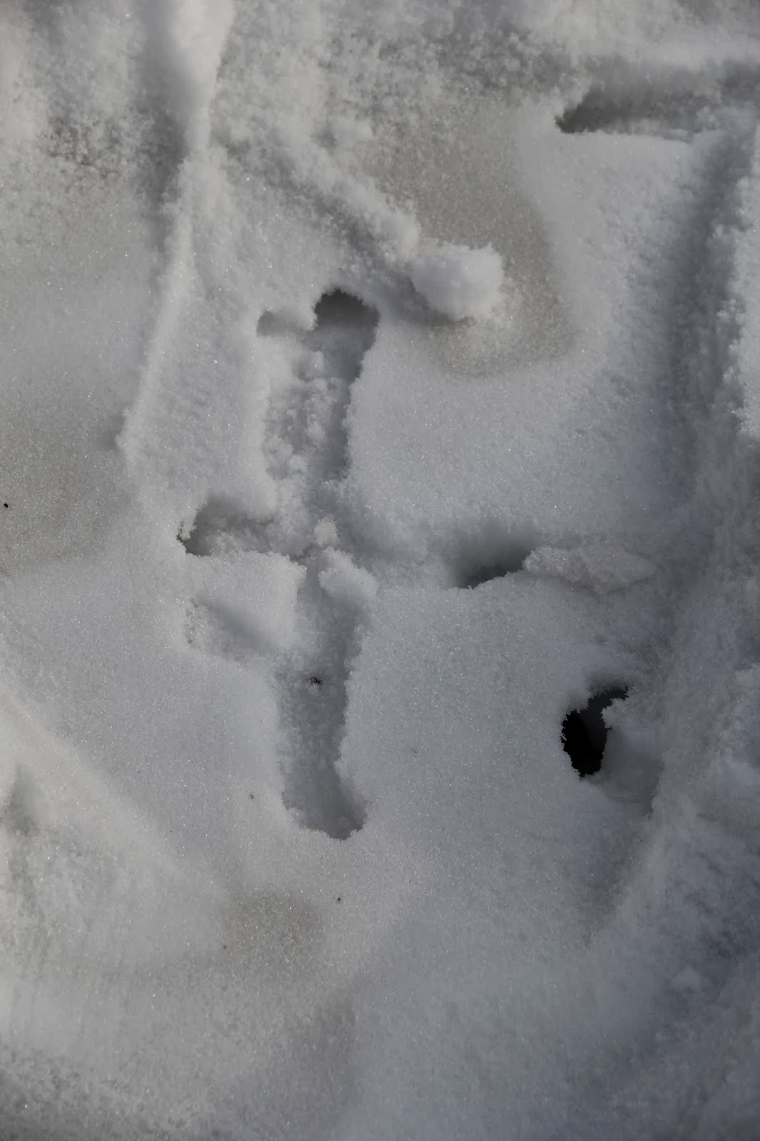 Isabella Conservation District Environmental Education Program: Next ...