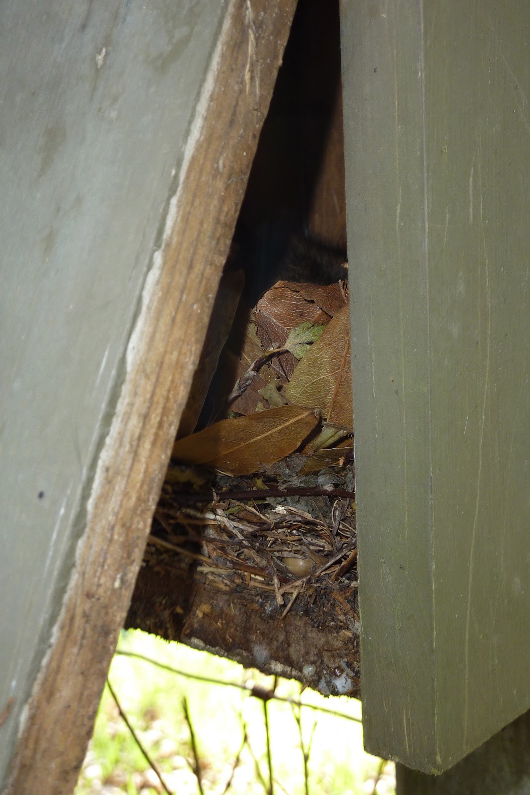 BE-ing Rooted: a Practice in Essential Living: Housing and Food