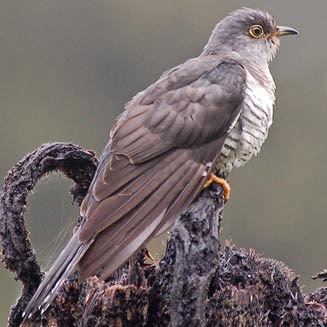 Tierra de cucos, cuclillos, críalos, turacos: Cuco malgache (Cuculus ...