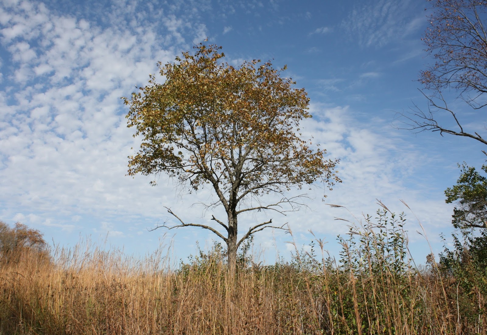 A Little Time and a Keyboard: Volo Bog in the Fall