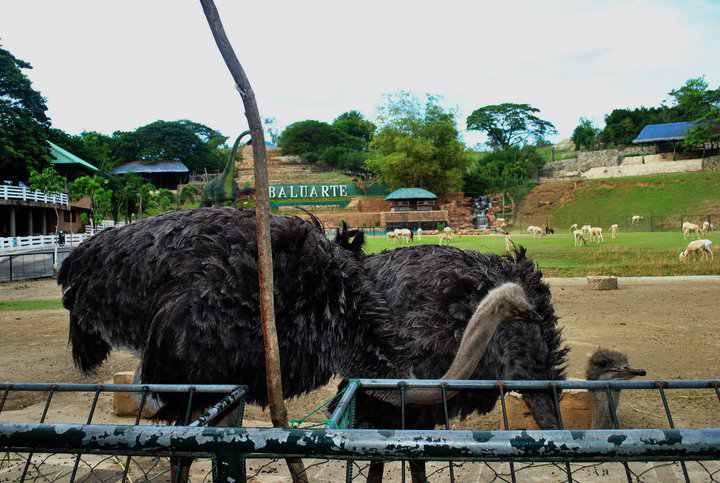 Hit the Road - The Lakwatsero Chronicles: Baluarte Zoo ni Chavit Singson