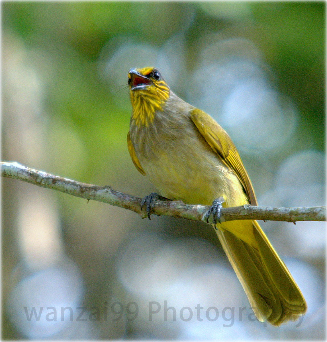 wanzai99 PHOTOGRAPHY: Burung Merbah Luris Leher