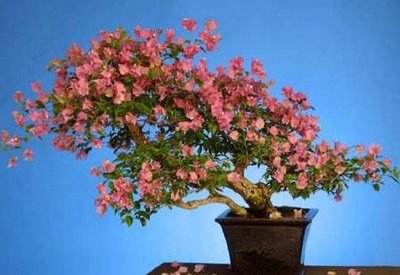 World's Smallest Tree Species | Information Hub Of Besties