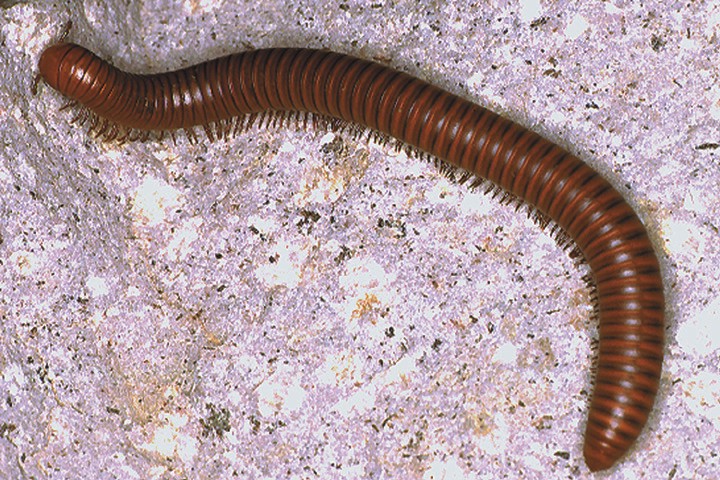 Millipede - True Wildlife Creatures