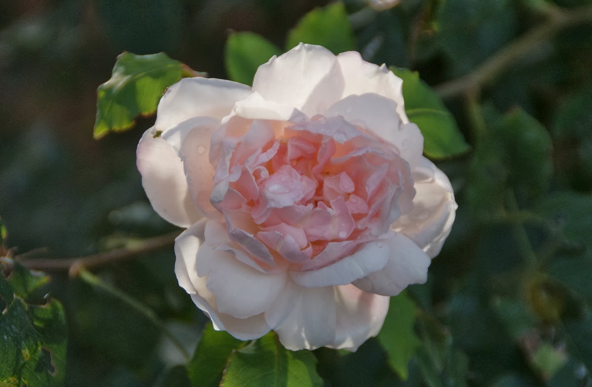 Organic Garden Dreams: February Roses