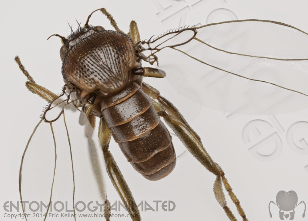 Eric Keller's Portfolio: Coffin Fly WIP