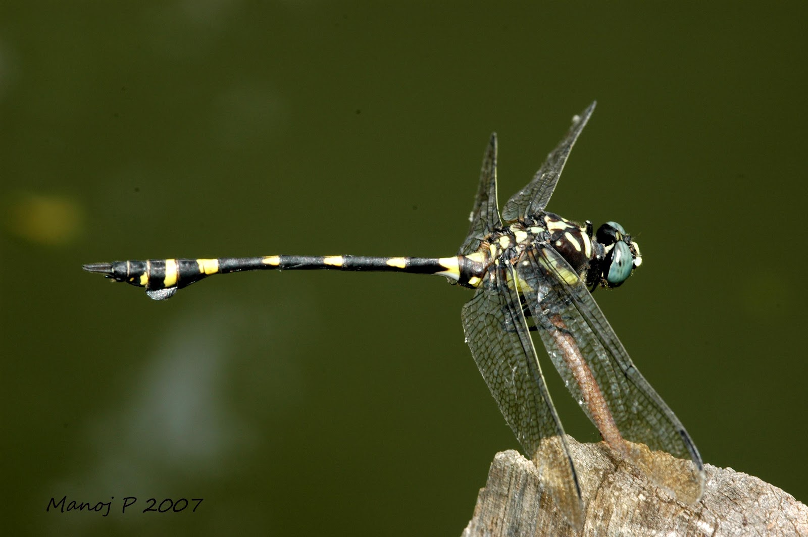 Dragonflies of India