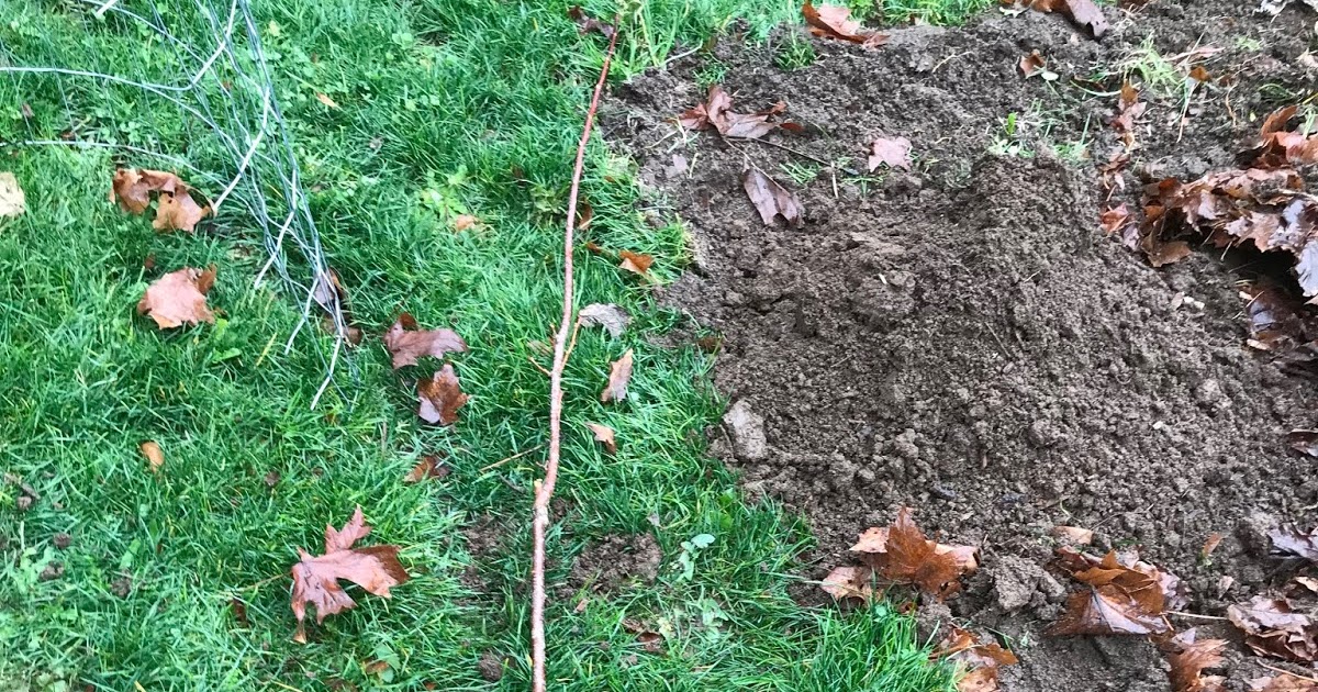 Daniel's Pacific NW Garden: Planting a New Bare Root Chestnut Tree. 12.1.17