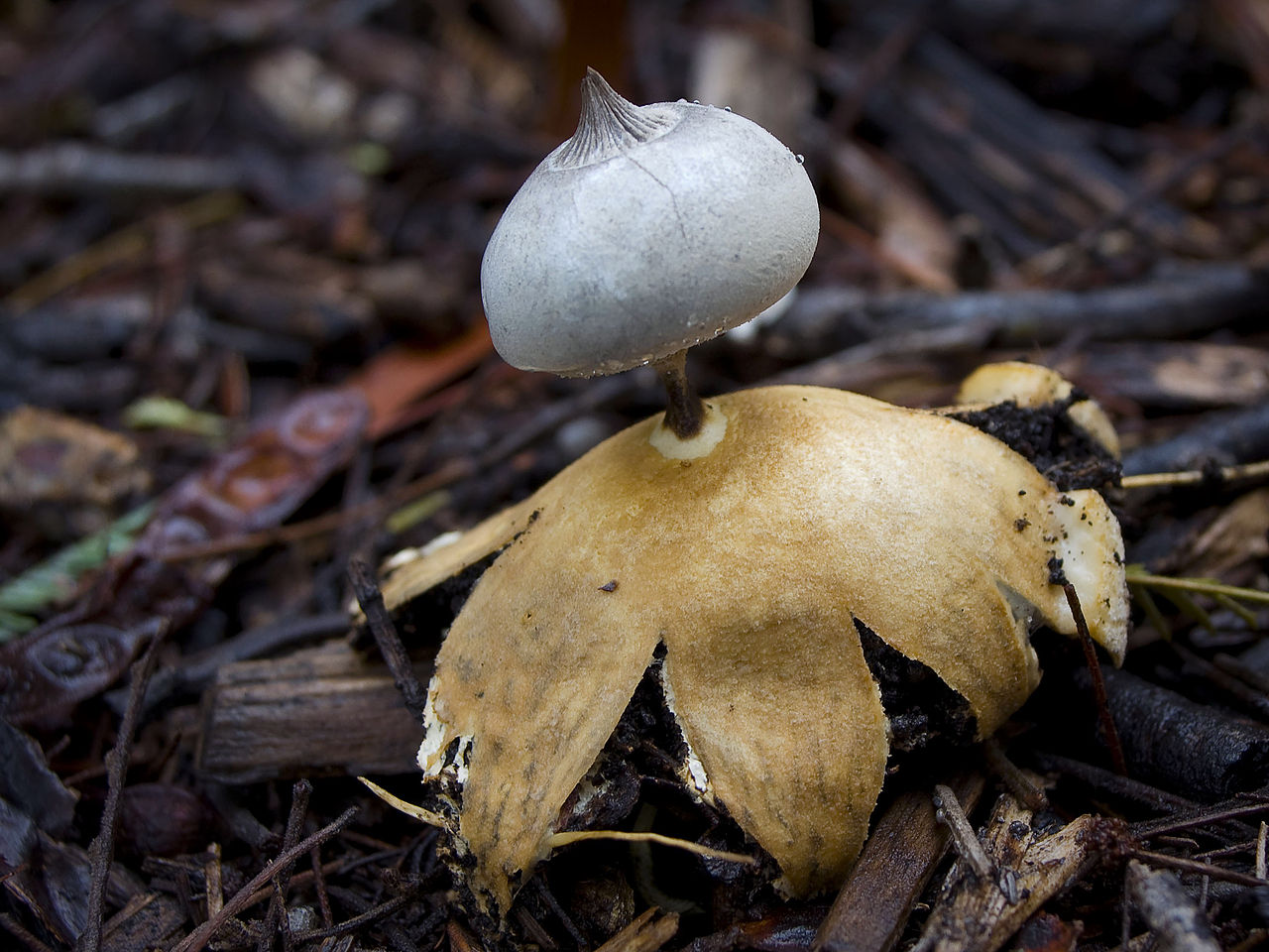 Real Monstrosities: Earthstar