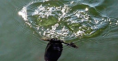 Mythology and Folklore UN-Textbook: American Indian: Shin-ge-bis Fools ...