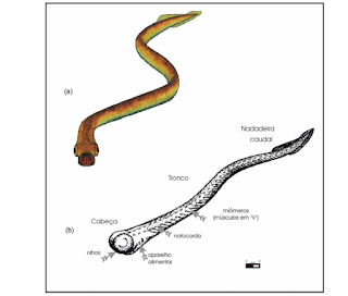 X-Burgess: Os famosos conodontes