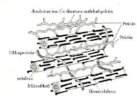 Komponen Penyusun Dinding Sel