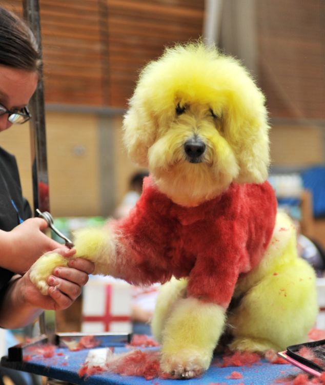 Thai Panda: A doodle on a poodle: Creative dog grooming craze hits ...