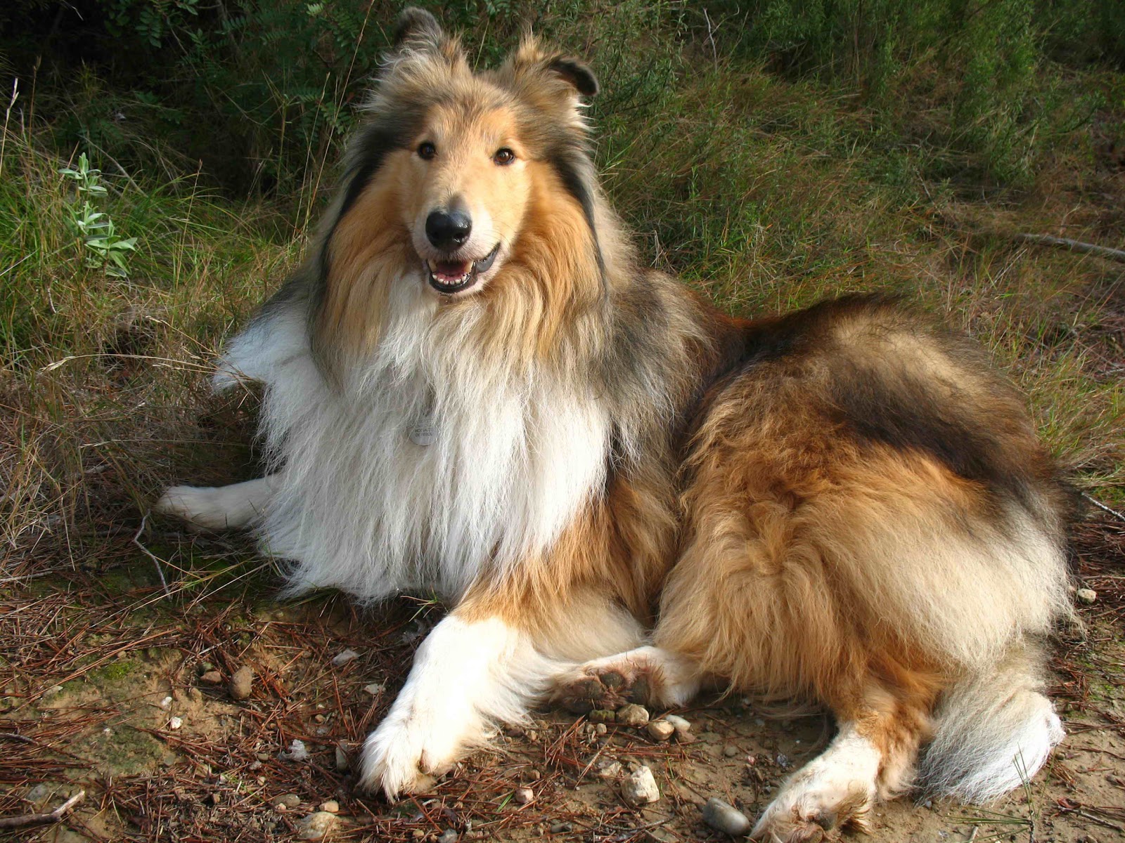 Nós, os Cachorros - No Japão: Raças de Cachorro: Collie