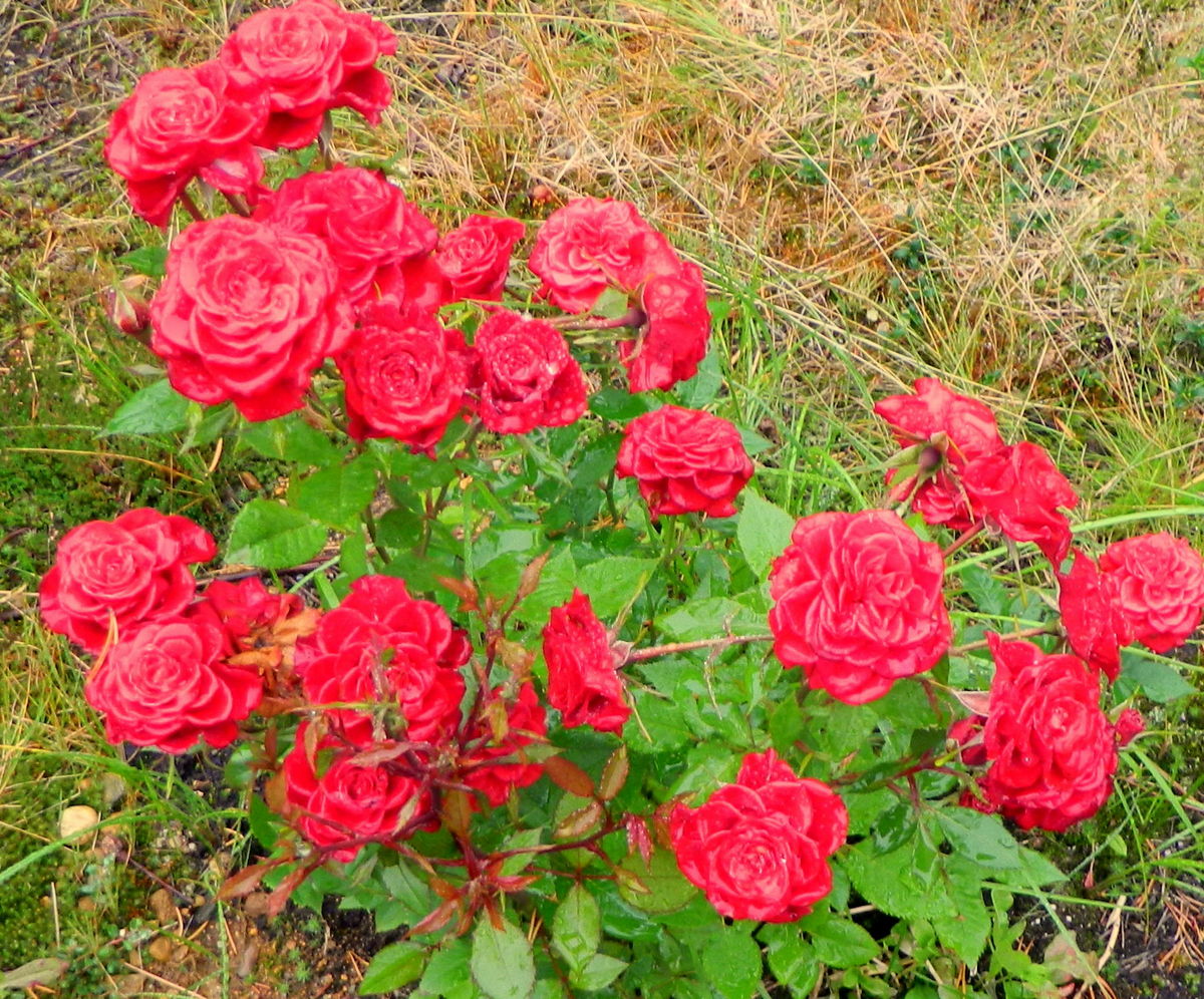 Minun Lappi: YKSI RUUSU