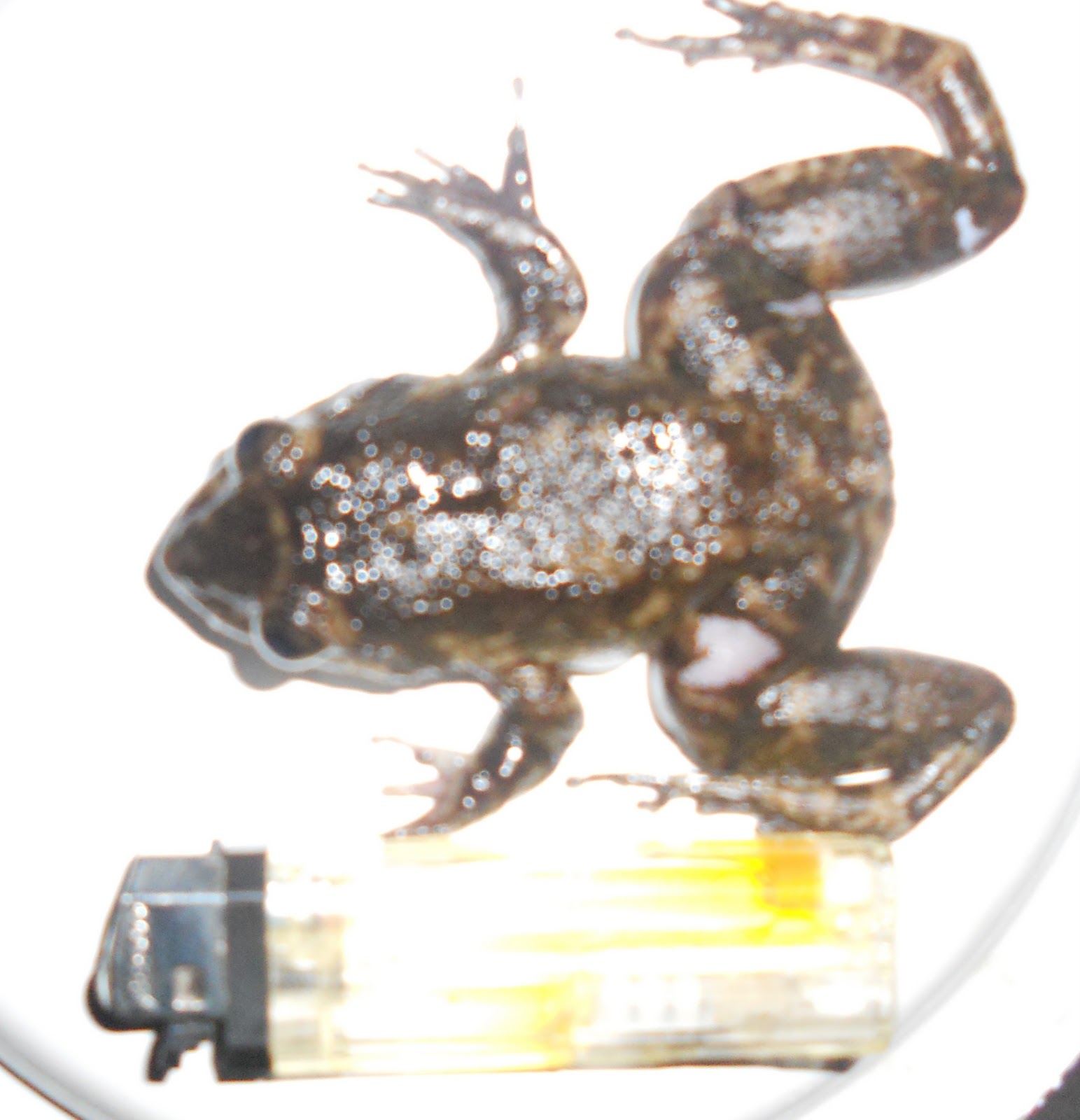 Kalimantan Memiliki Spesies Langka Katak Tanpa Paru-Paru ~ MAPALA ...