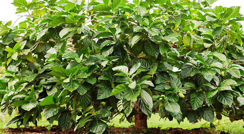 Hawaiian Organic Noni: Health Food: Our Journey with Noni