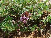 Farmakognosi: Nama Simplisia Herba