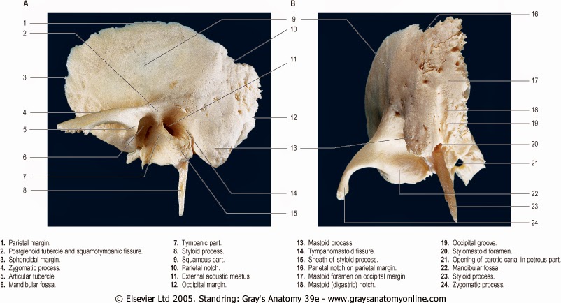 medical freak: ANATOMY OF THE CRANIAL BONES