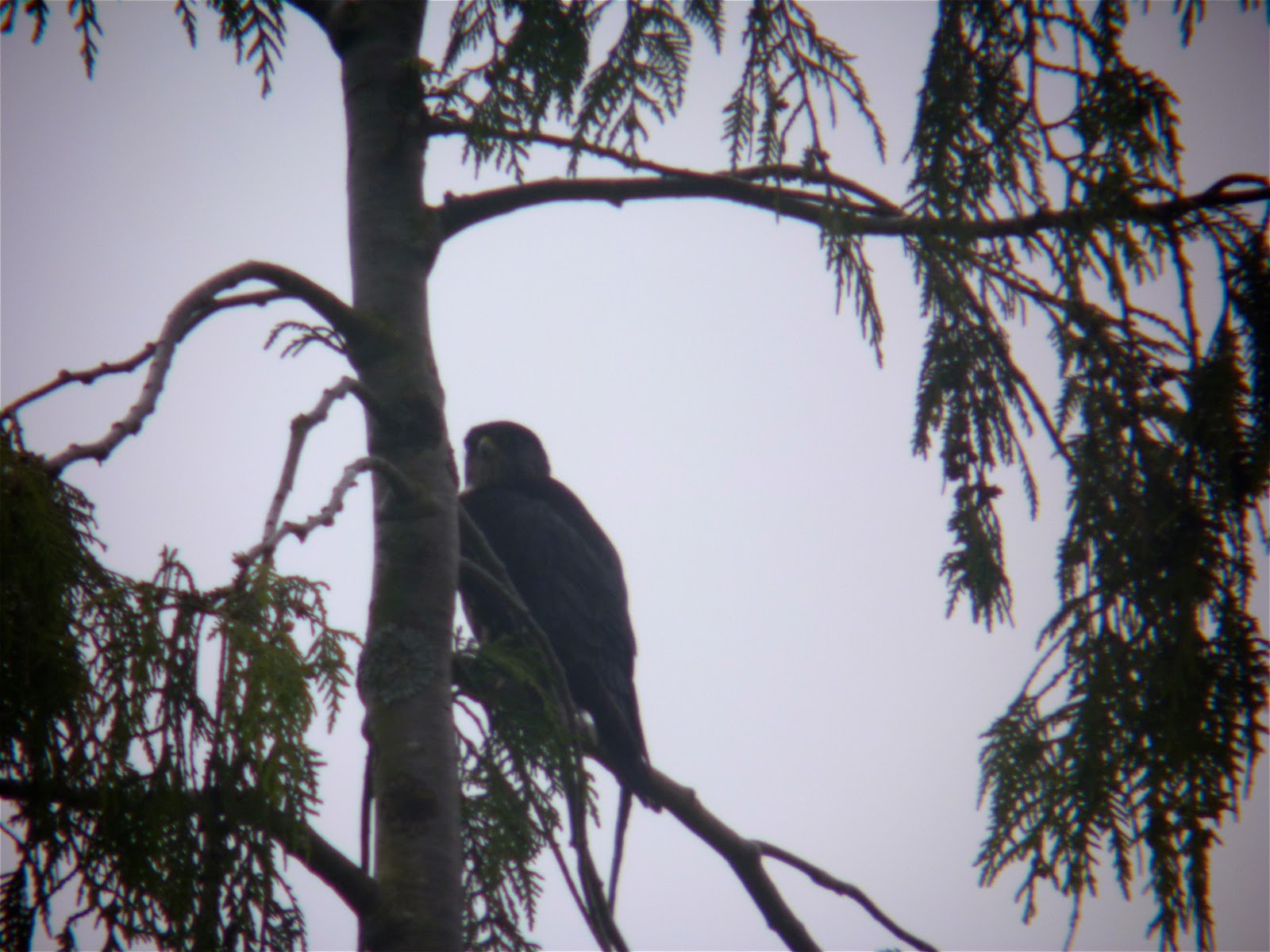 Bellingham Field Journal: Merlins and Reading Nature