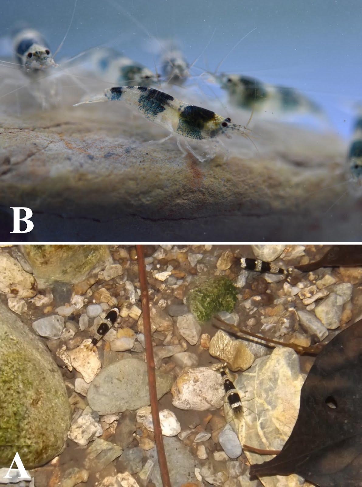 Species New to Science: [Crustacea • 2020] Caridina tricincta & C ...