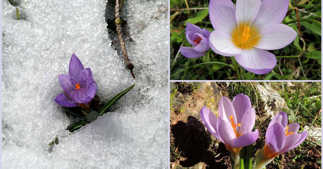 Flora Attica: Crocus nivalis (Crocus atticus)