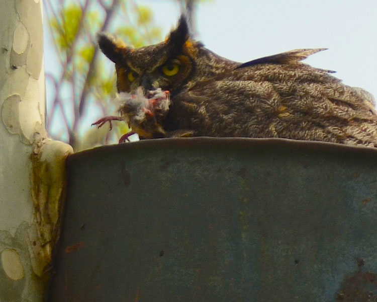 Red and the Peanut: A mama Great Horned Owl feeding her baby...
