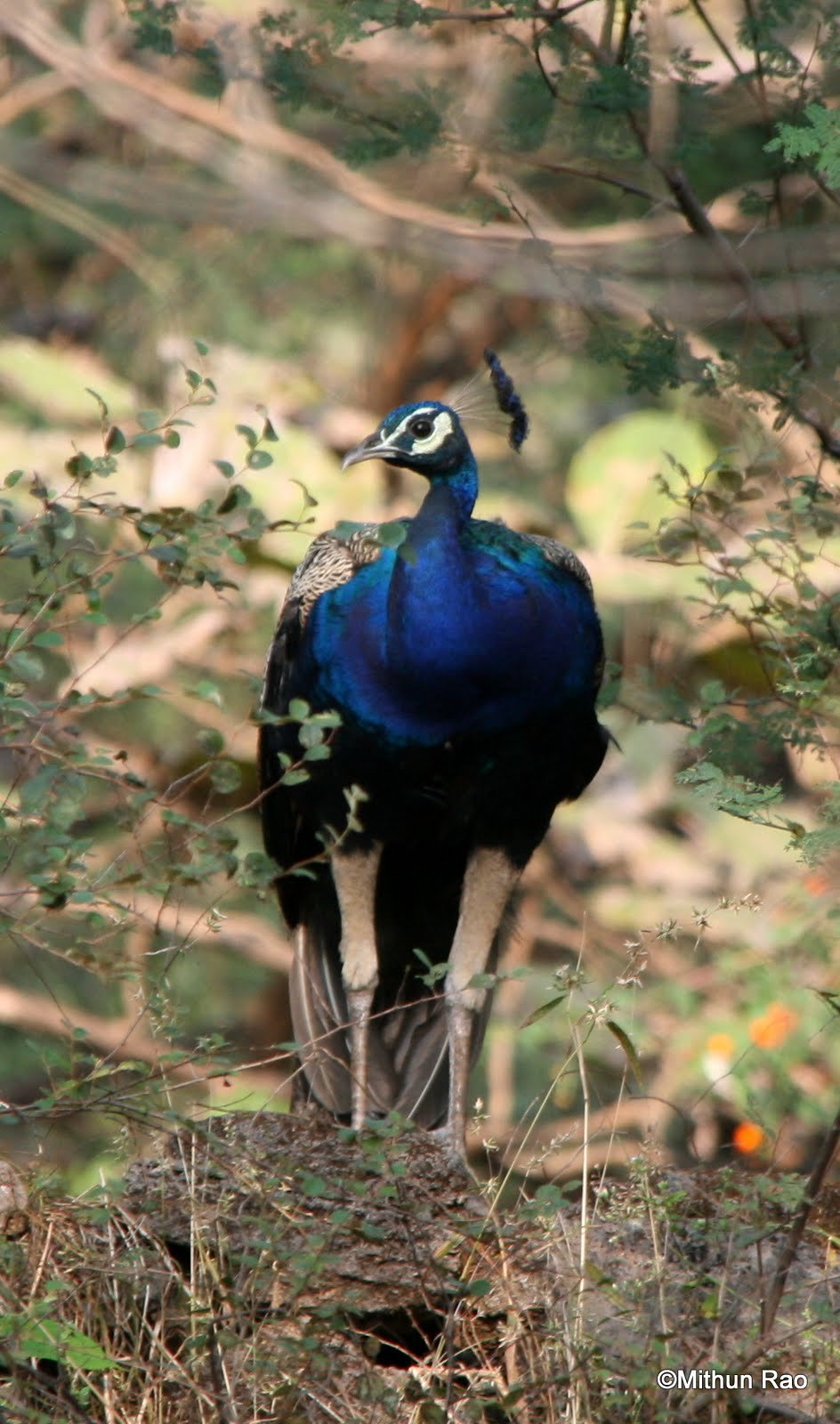 Mithun: Bird Photography