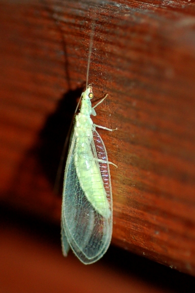 Kingdom Of Fife: Backyard Bugs . . . Lacewings & Fairy Flies